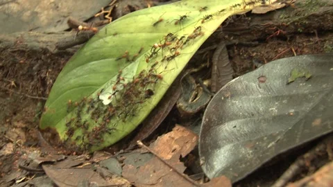 Eciton Army Ant Colony Many Ants Working... | Stock Video | Pond5