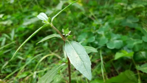Eclipta prostrata plant with flower. | Stock Video | Pond5