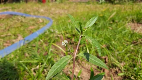 Eclipta prostrata plant with flower. | Stock Video | Pond5