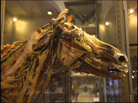 Ecorche human body parts and humans with... | Stock Video | Pond5