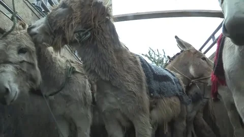 Ecuador hosts largest donkey race in the... | Stock Video | Pond5
