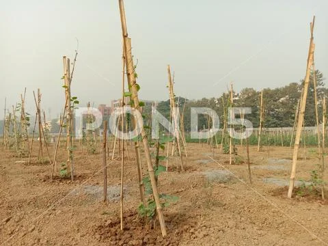 Edamame farm for experiment of new varieties ~ Premium Photo #227753094