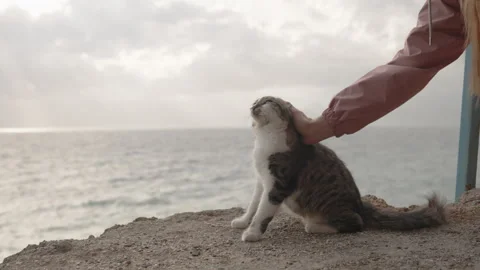 Sea High Edge Stock Videos – Royalty-Free HD & 4K Videos