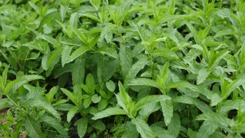 edible mint, edible fresh and green mint... | Stock Video | Pond5