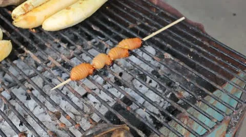 Edible palm weevil larvae (Rhynchophorus... | Stock Video | Pond5