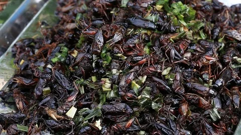 Edible roasted and spiced meal beetles. ... | Stock Video | Pond5