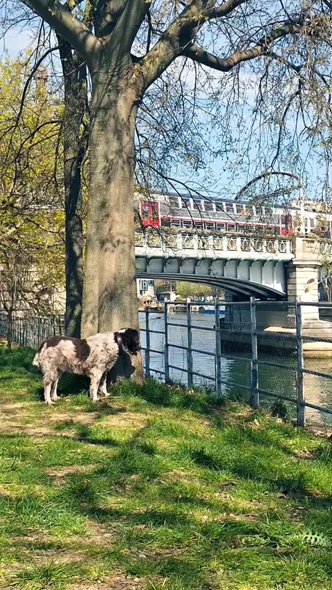 Blackdog Video Stock Videos – Royalty-Free HD & 4K Videos | Pond5