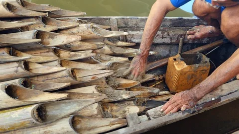 Tube and Eel Stock Videos – Royalty-Free HD & 4K Videos