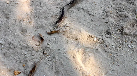 eel crawling on the ground | Stock Video | Pond5