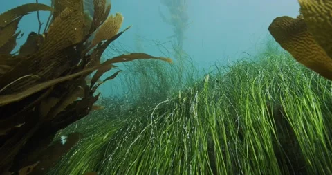 Eel grass flowing in heavy surge closeup... | Stock Video | Pond5