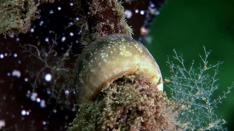 Eel pout mutton fish perciform on seabed... | Stock Video | Pond5