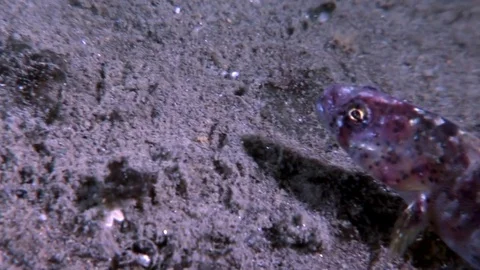 Eel pout mutton fish perciform on seabed... | Stock Video | Pond5