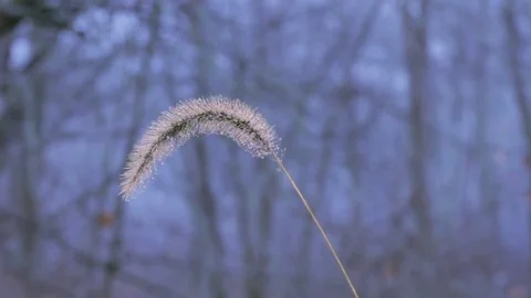 Scary Weed Background Stock Video Footage | Royalty Free Scary Weed ...