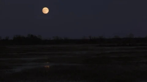 Swamp Night Stock Video Footage | Royalty Free Swamp Night Videos | Pond5