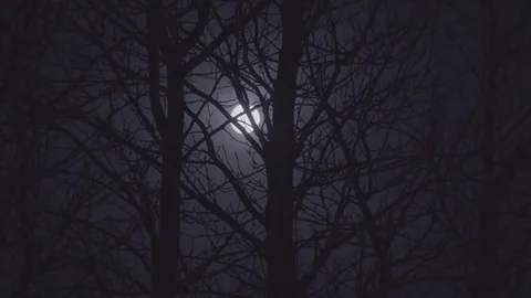 The Eerie Moon in the Woods | Stock Video | Pond5
