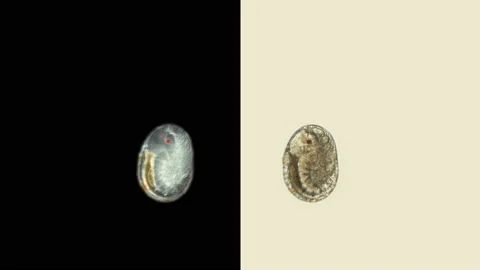 an egg with an Amphipoda embryo under a ... | Stock Video | Pond5