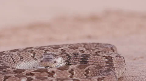 Egg Eating Snake Stock Video Footage | Royalty Free Egg Eating Snake ...