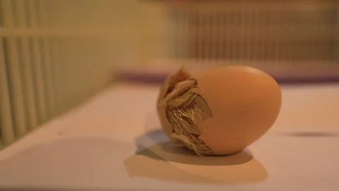 Egg Hatching in Hatchery | Stock Video | Pond5