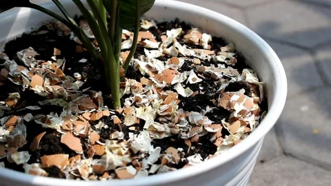 Shell Egg Fertilizer Stock Video Footage | Royalty Free Shell Egg ...