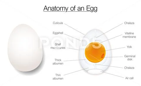 Egg Structure Anatomy Diagram Chart Names Illustration #133446904