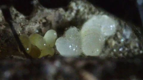 EGGS AND LARVAE OF ANT, the queen ant is... | Stock Video | Pond5