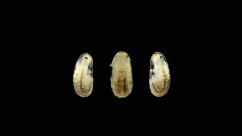 eggs of the beetle Hydrophilidae under a... | Stock Video | Pond5