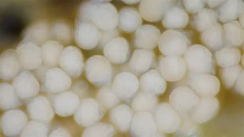 Eggs with developing larvae worm Polydor... | Stock Video | Pond5