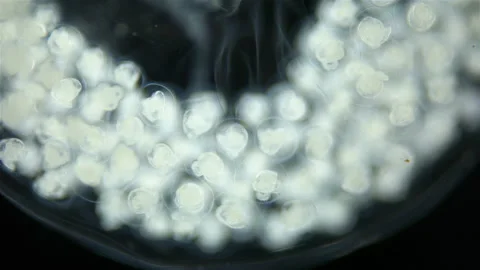 Eggs with Mollusca embryos under a micro... | Stock Video | Pond5