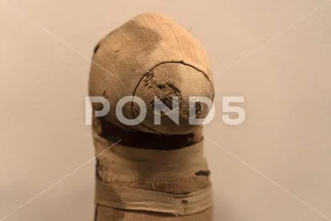 Egypt cat Mummified mummy egyptian in a tomb pyramid Stock Photo #165759010