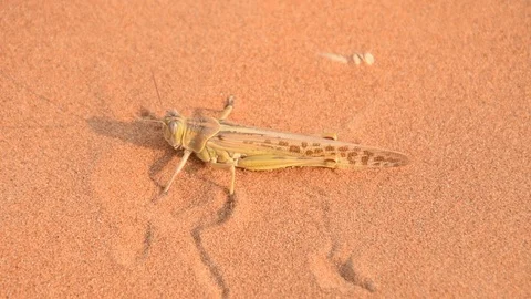 Egypt Pests Stock Video Footage | Royalty Free Egypt Pests Videos | Pond5