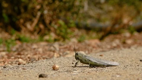 Locust Jump Stock Video Footage | Royalty Free Locust Jump Videos | Pond5
