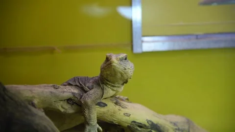 Egyptian mastigure in terrarium | Stock Video | Pond5