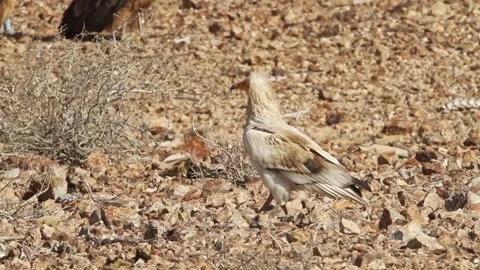Vulture Desert Stock Footage ~ Royalty Free Stock Videos | Pond5