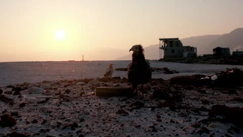 Egyptian Vultures On Delisha Beach At Su... | Stock Video | Pond5