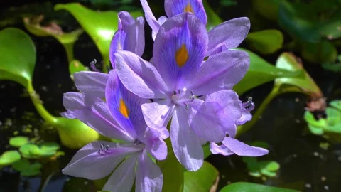 Eichhornia, water hyacinths (Eichhornia ... | Stock Video | Pond5