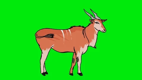 eland - Hand Drawn - Green Screen | Stock Video | Pond5