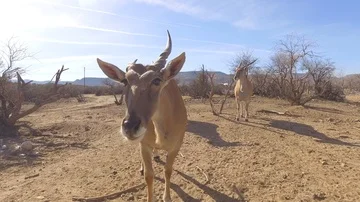 eland licks camera lens 4k slow motion | Stock Video | Pond5
