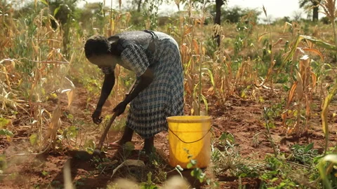 Elderly African woman weeding in her gar... | Stock Video | Pond5
