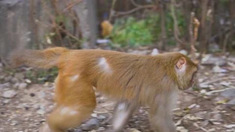 elderly mother monkey walking in the shr... | Stock Video | Pond5