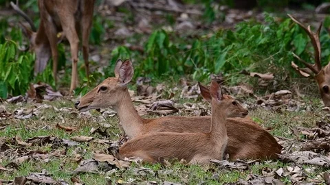 The Eld's Deer is an Endangered species ... | Stock Video | Pond5