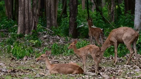 The Eld's Deer is an Endangered species ... | Stock Video | Pond5