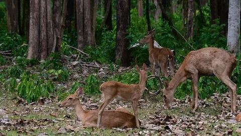 The Eld's Deer is an Endangered species ... | Stock Video | Pond5