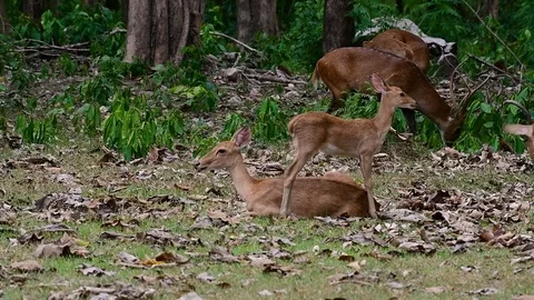 The Eld's Deer is an Endangered species ... | Stock Video | Pond5