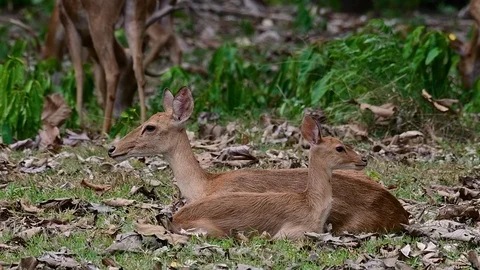 The Eld's Deer is an Endangered species ... | Stock Video | Pond5