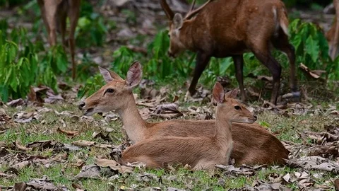 The Eld's Deer is an Endangered species ... | Stock Video | Pond5