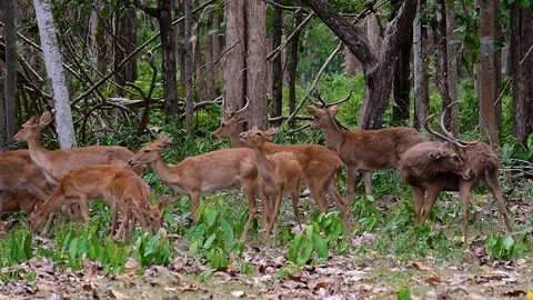 The Eld's Deer is an Endangered species ... | Stock Video | Pond5