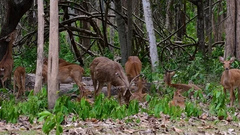 The Eld's Deer is an Endangered species ... | Stock Video | Pond5