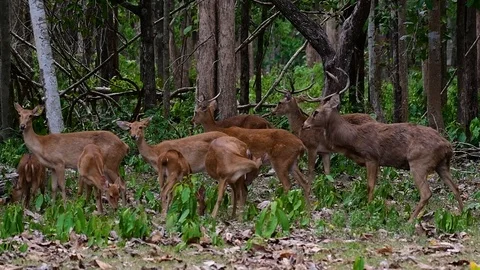 The Eld's Deer is an Endangered species ... | Stock Video | Pond5