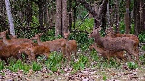 The Eld's Deer is an Endangered species ... | Stock Video | Pond5