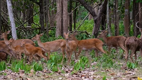 The Eld's Deer is an Endangered species ... | Stock Video | Pond5